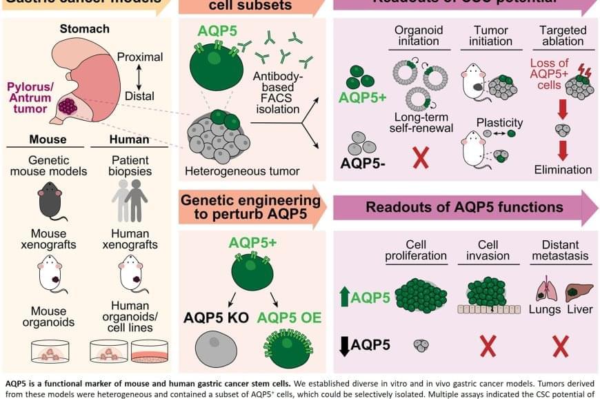 Aquaporins in cancer stem cells targeted to prevent gastric cancer ...