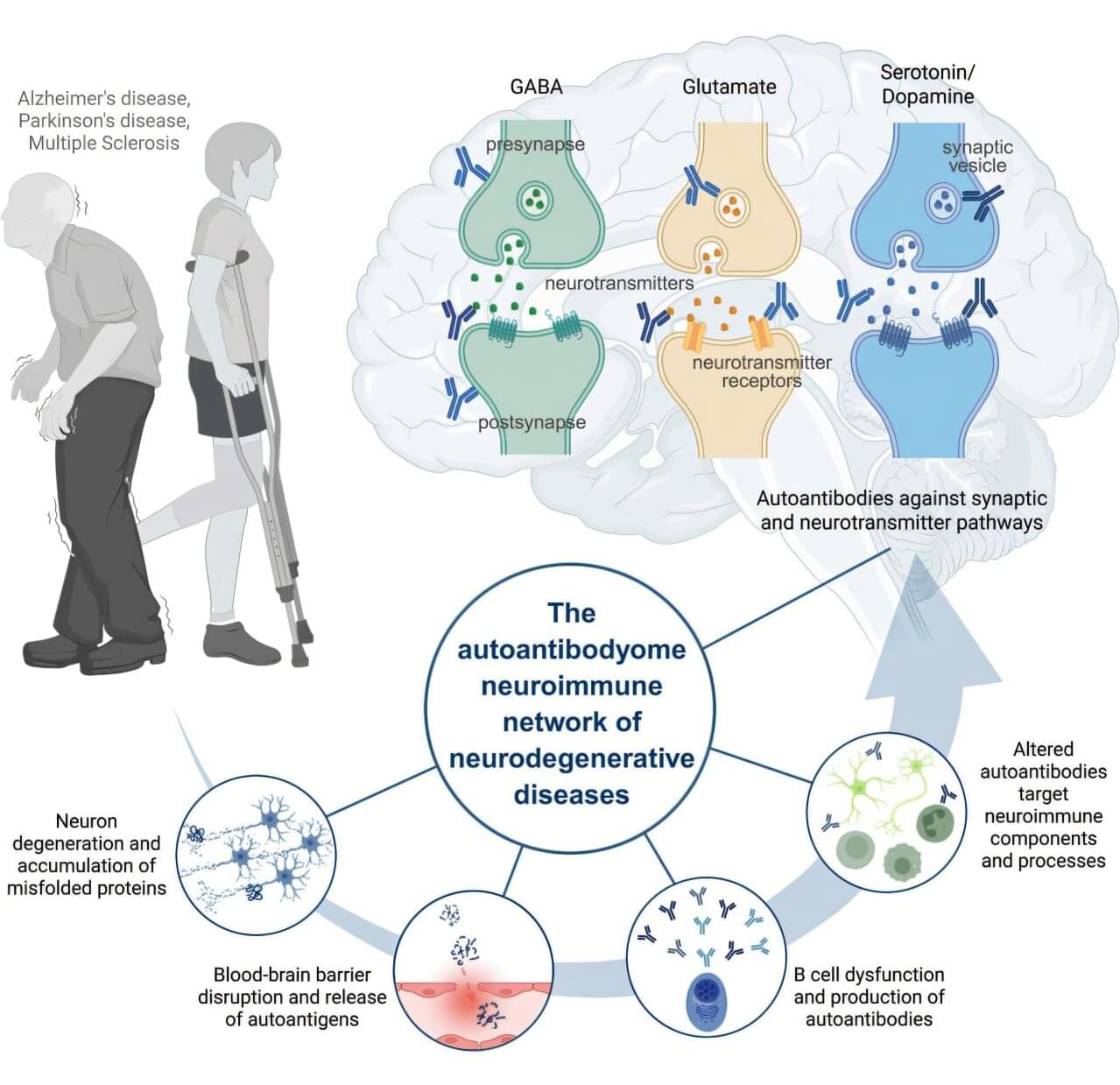 Autoantibody map uncovers body-wide immune attacks across Alzheimer’s ...