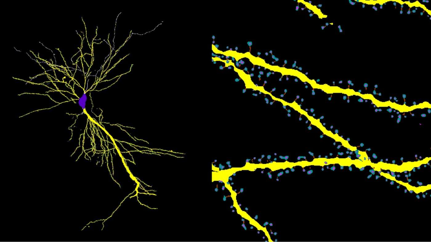 Open-source software reveals complete 3D architecture of brain cells ...