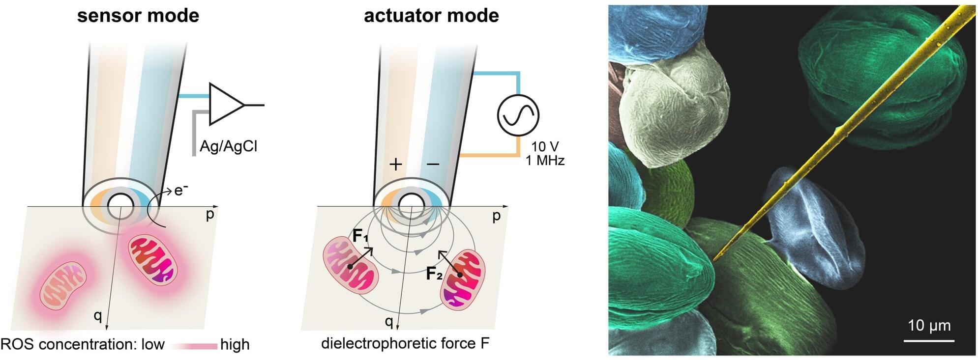 Robotic nanoprobe enables precise extraction of a single mitochondrion ...