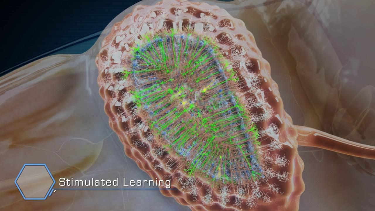 Stem cells and adult neurogenesis – Lifeboat News: The Blog