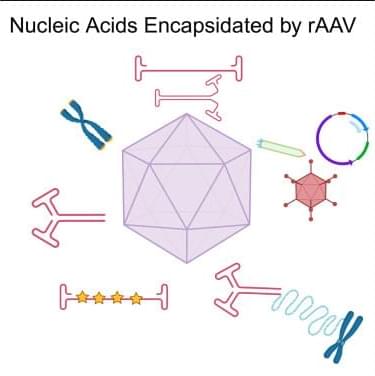 Stowaways in the cargo: Contaminating nucleic acids in rAAV ...