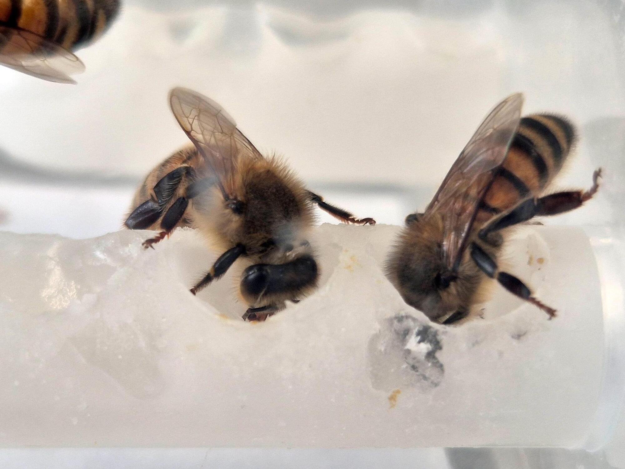 Superfood for Bees Sparks 15-Fold Colony Boom – Lifeboat News: The Blog