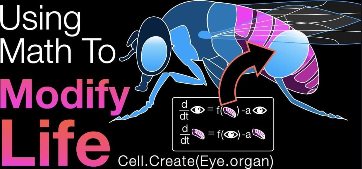 The Math Behind Evo Devo (TMEB #3) – Lifeboat News: The Blog
