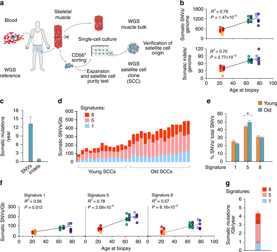 Human Skeletal Muscle Aging and Mutagenesis